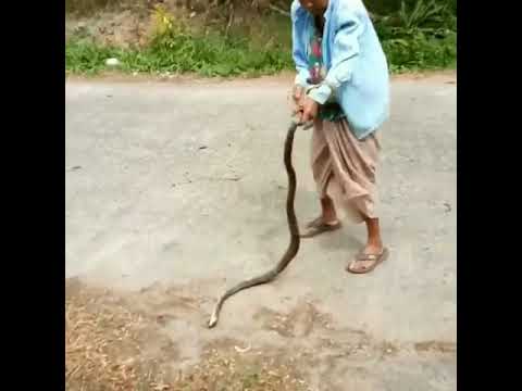 Elderly Woman kills snake after it enters her house - YouTube