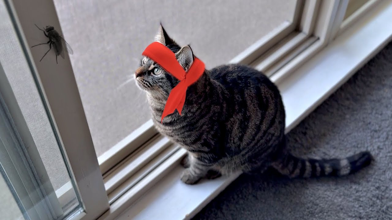 Ninja Cat Catches His Prey! Cats Reflexes Are AMAZING! - YouTube