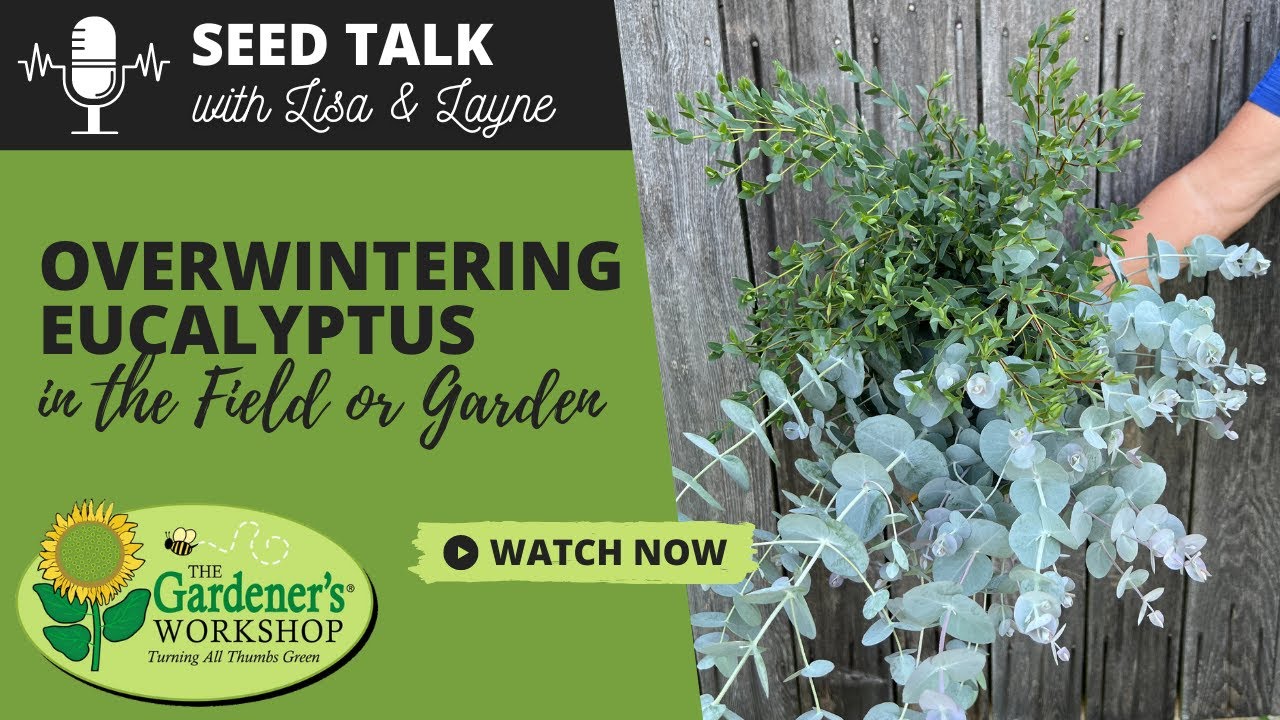 Seed Talk #111 - Overwintering Eucalyptus in the Field or Garden - YouTube