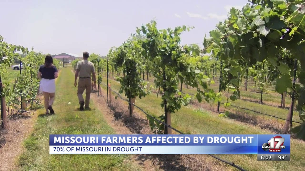 Mid-Missouri farmers, ranchers experience rough summers under drought ...