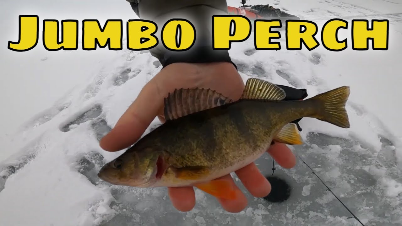Ice Fishing JUMBO perch - YouTube