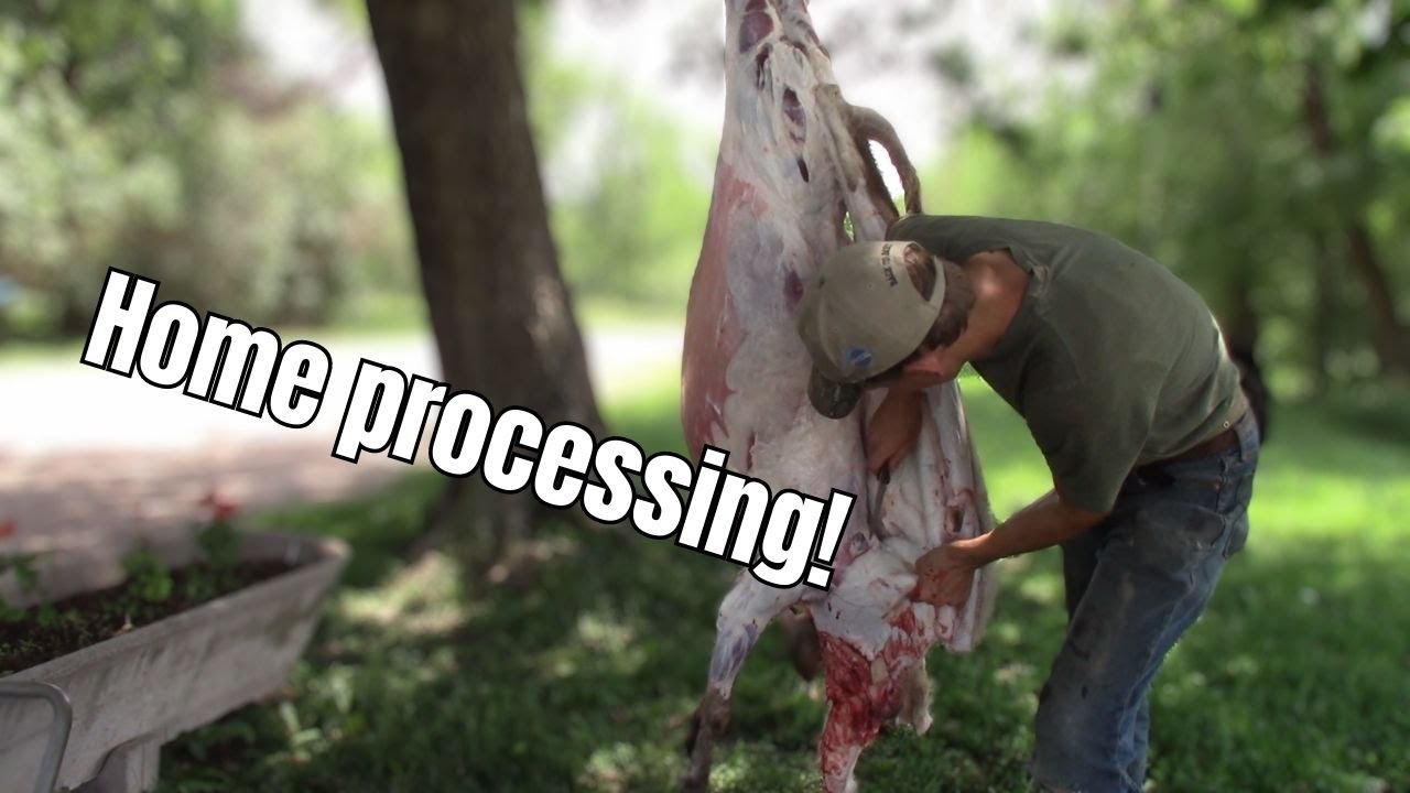 Skinning and gutting a sheep in six minutes (not graphic) - YouTube