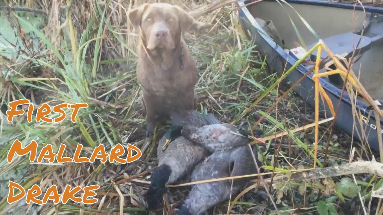 First Mallard Drake! | Indiana Duck Hunt 2016 - YouTube