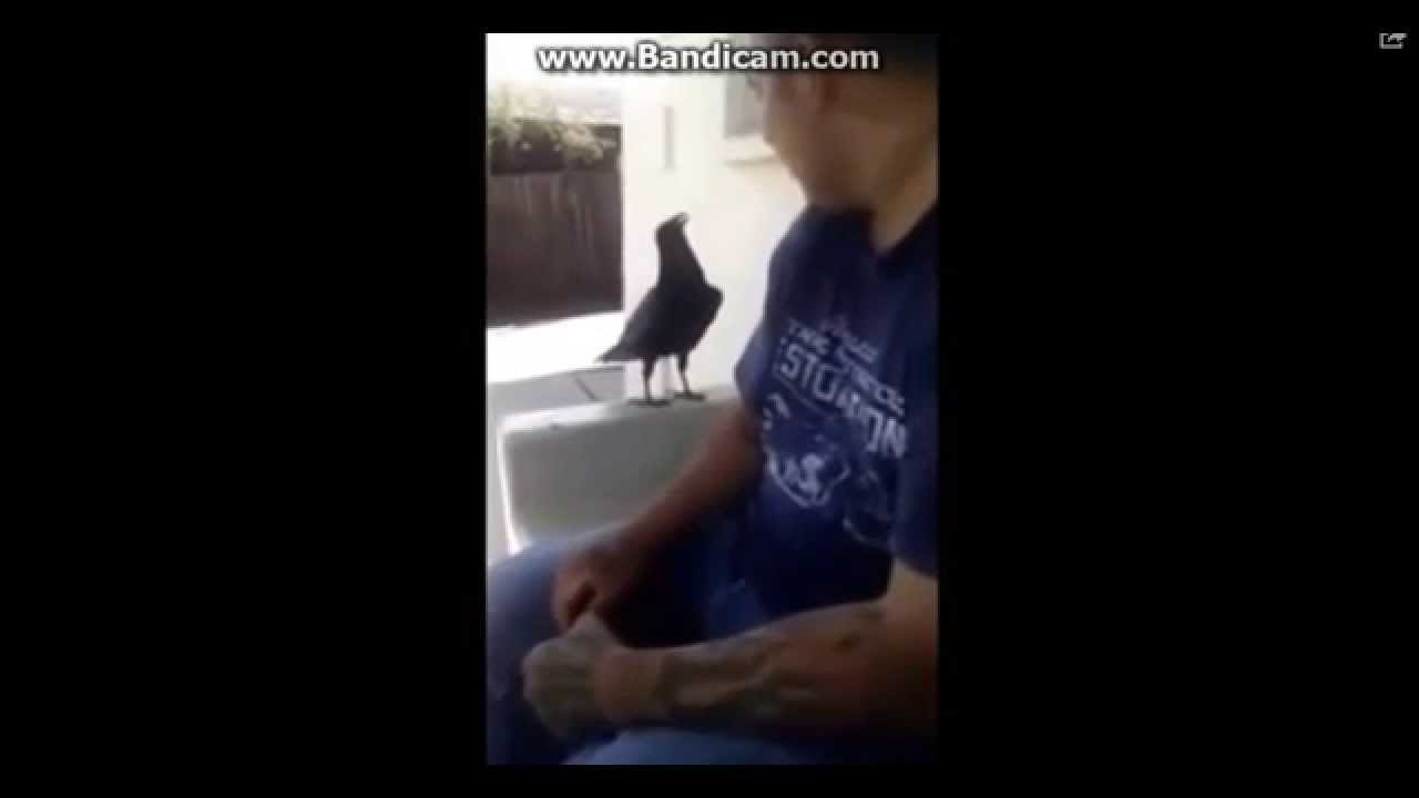 Hilarious Moment Crow Walks Up To Man Sitting On Bench And Curses At ...