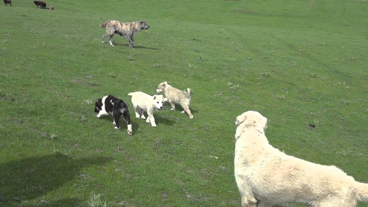 Приотарные собаки и щенки / Dogs & puppies from the flocks of ...