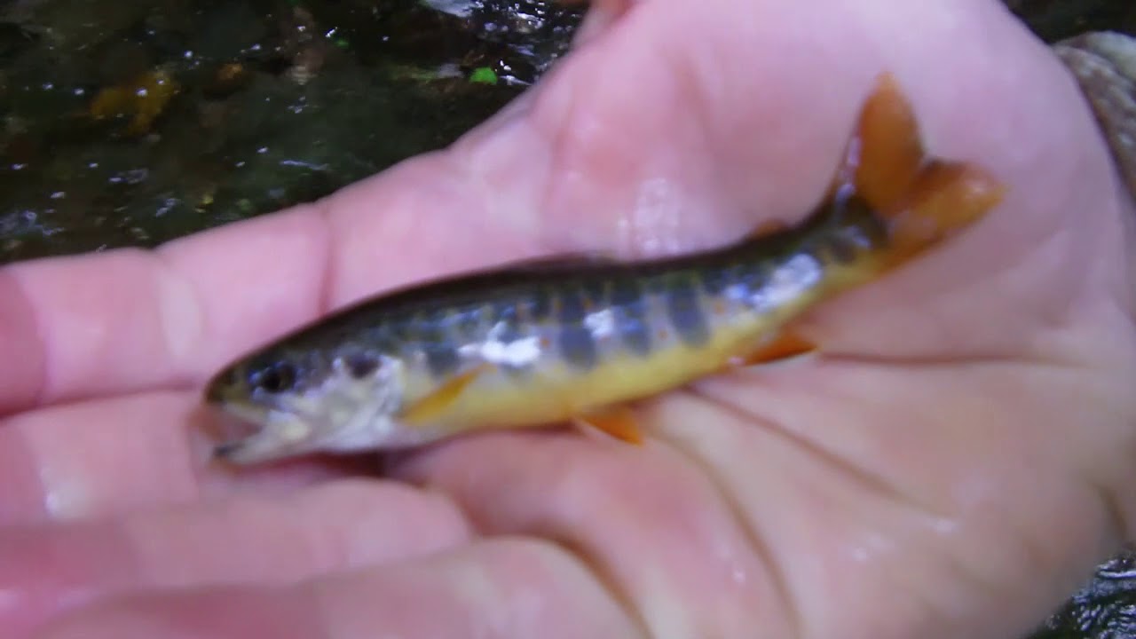 Tips For Slate and Cedar Run - YouTube