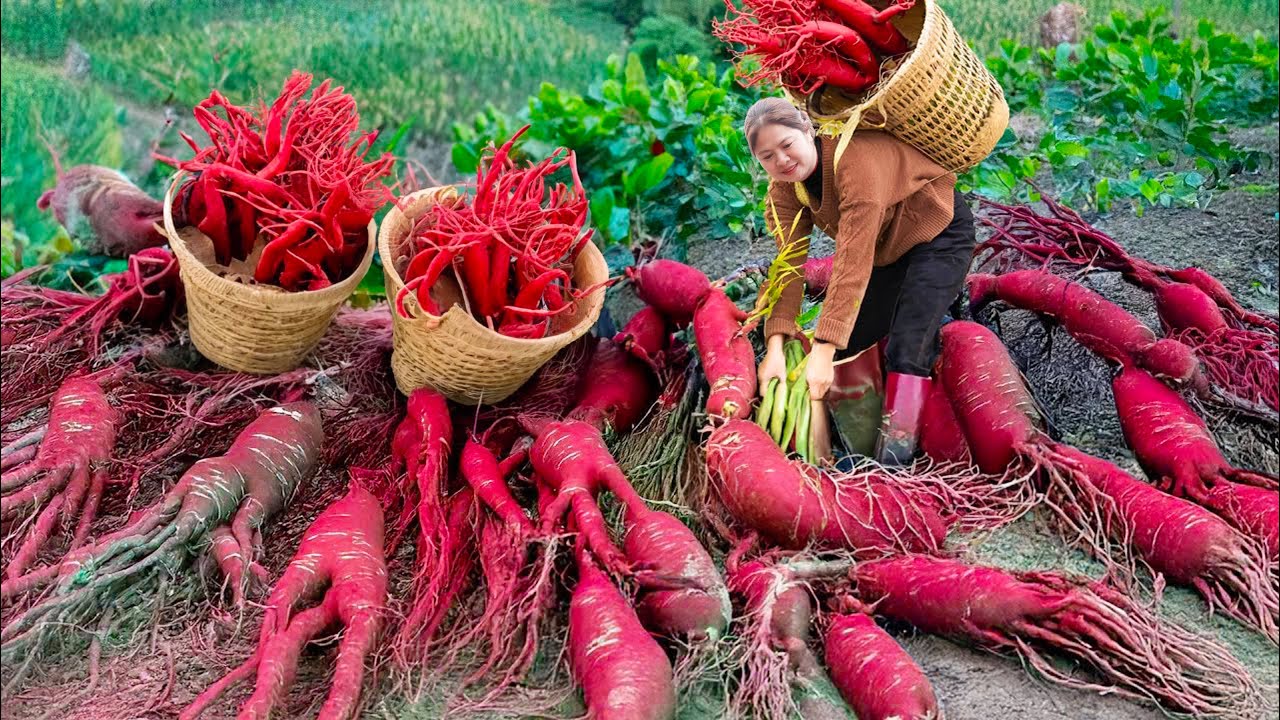 BREAKING | Harvesting Red Cassava Goes to market Sell - Rural girl ...