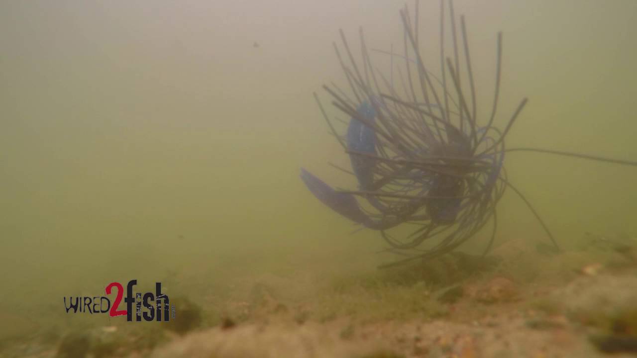 NEW Chief Craw Jig Trailer Lure Underwater - YouTube