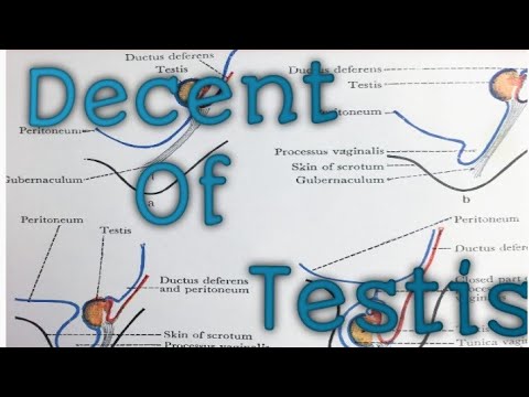 Descent Of Testis | Abdomen | Anatomy - YouTube
