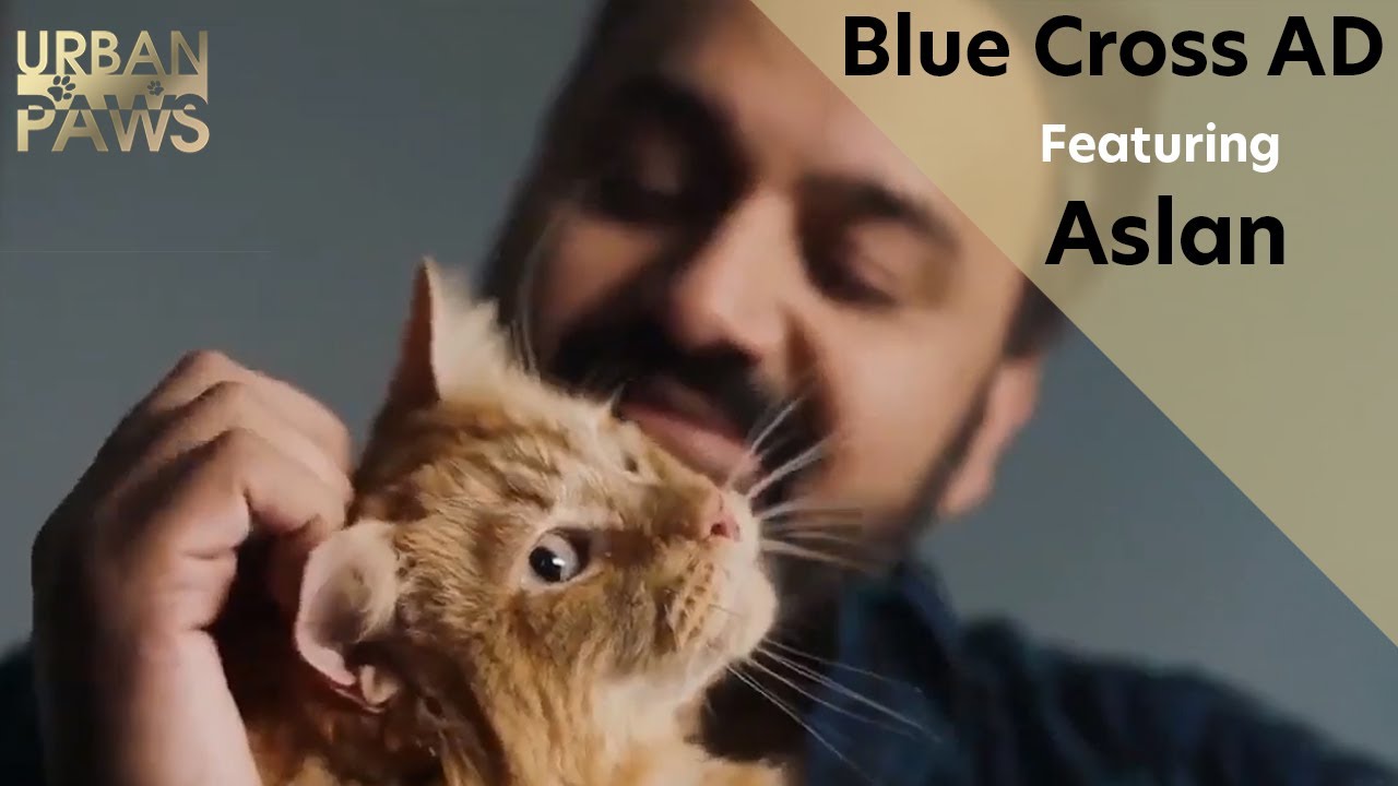 Blue Cross Christmas Advert featuring Aslan - YouTube