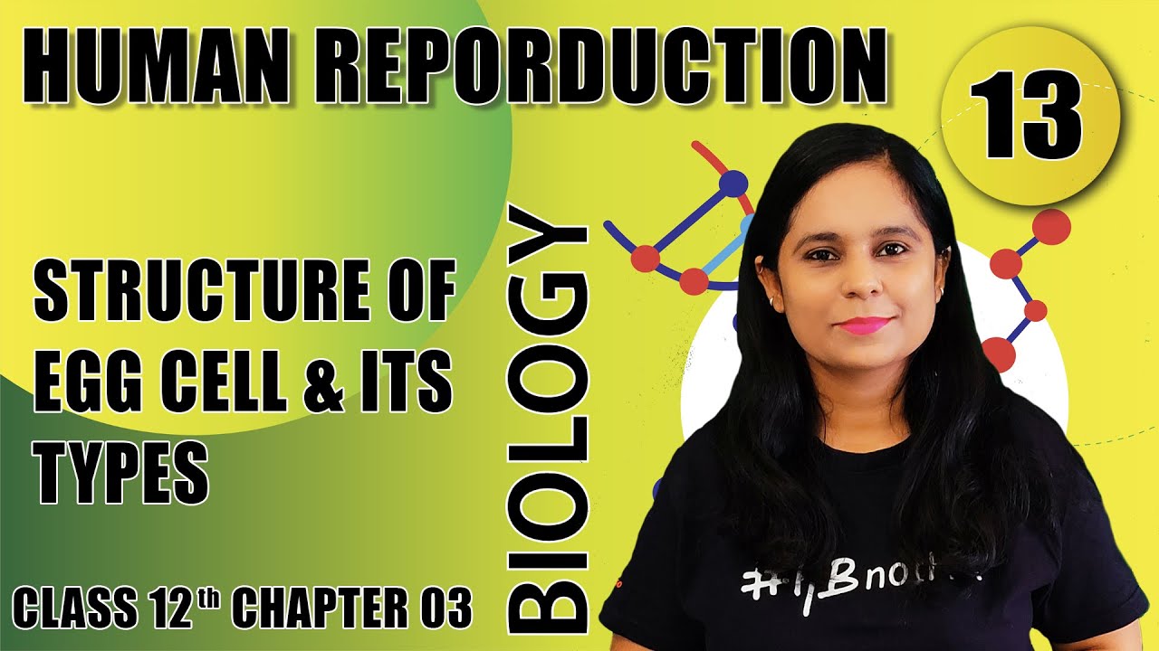 Human Reproduction- Structure of Egg (ovum) and Its type | Class 12 ...