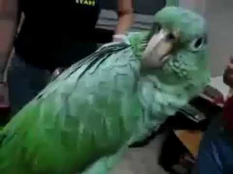 Bebek gibi ağlayan papağan 😁🦜