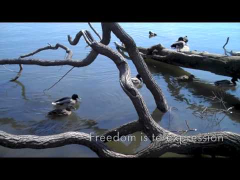 Let Birds Fly - YouTube
