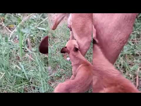 Dogs meeting | dogs mating | meeting |