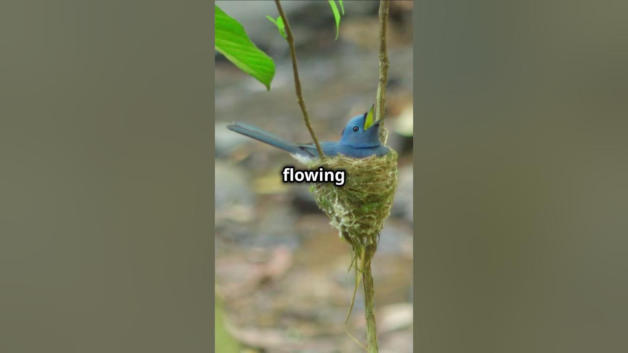 the most Top ten beautiful birds in the world#6. Golden Pheasant#fyp #youtubeshorts #birds - YouTube