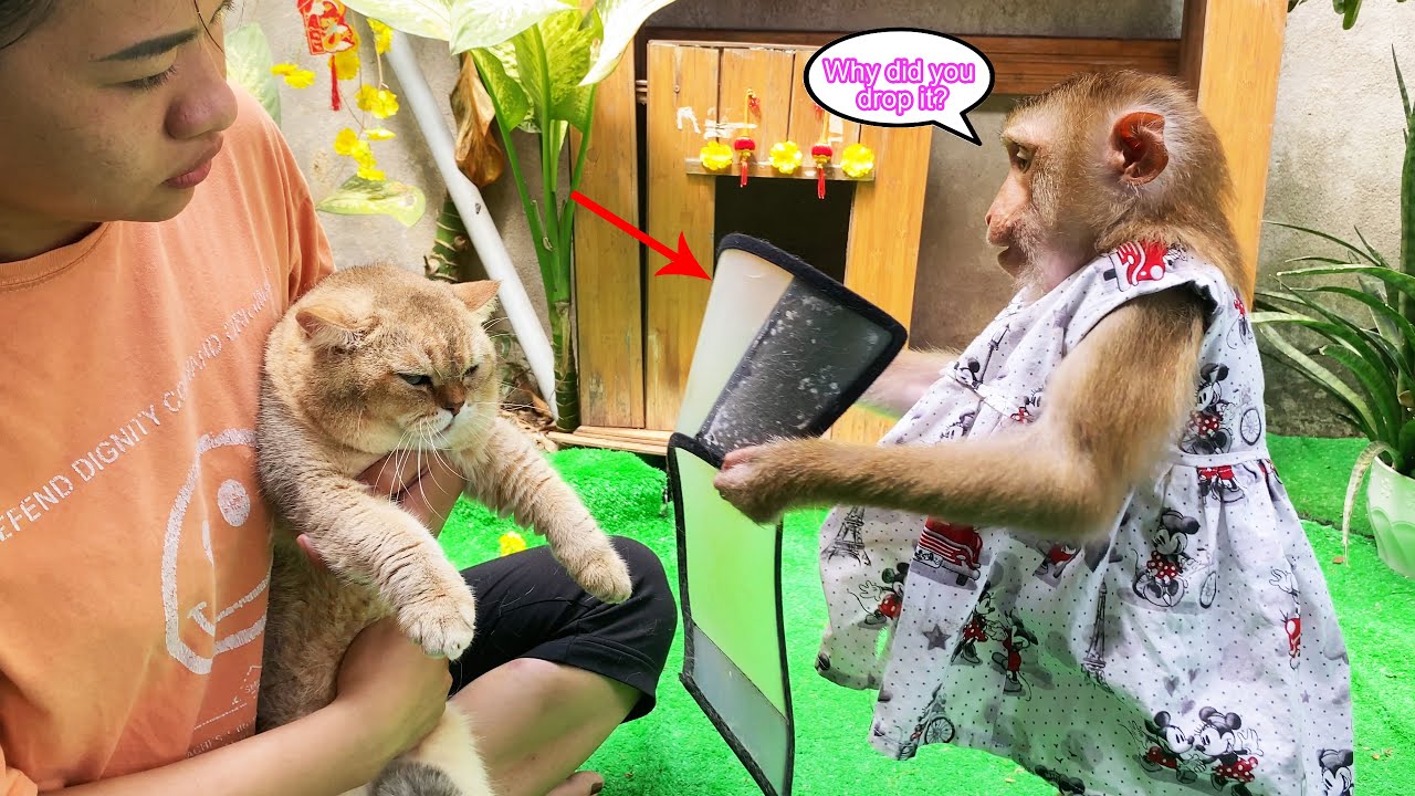 Monkey Lyly was worried and hurriedly ran to find cat Tommy to hide and ...