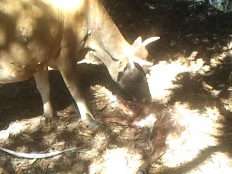 vaca parindo - YouTube