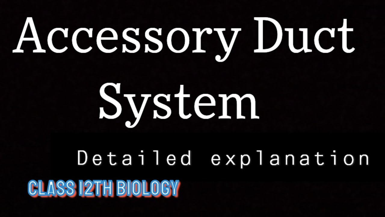 Accessory Duct System || Male Reproductive System || class 12th biology ...