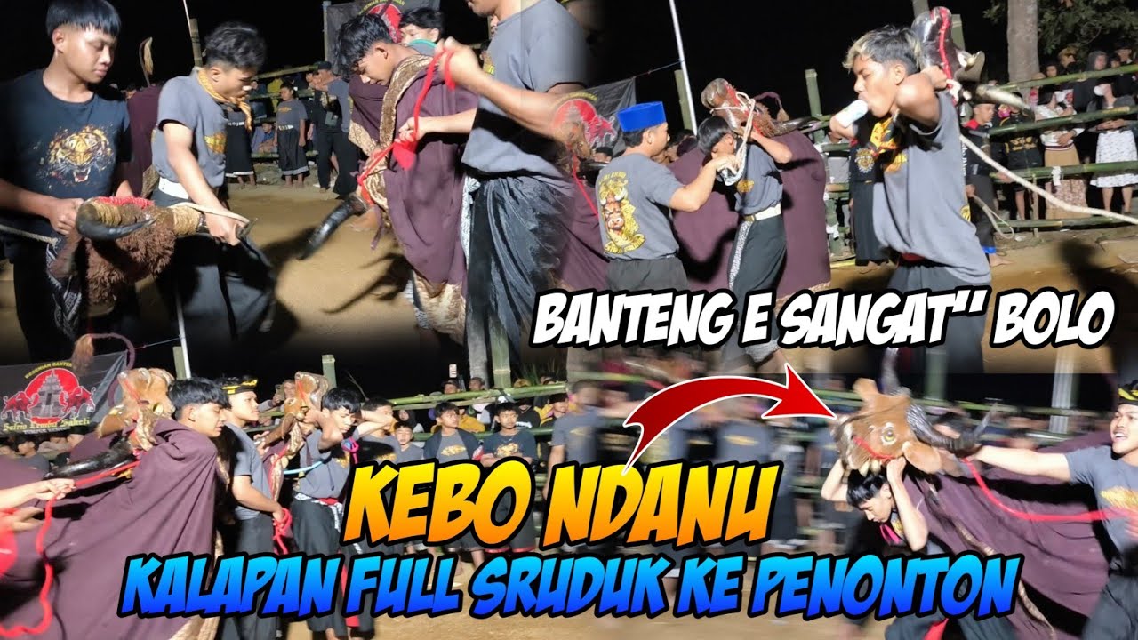 Kalapan KEBO NDANU full srudukan bolo, penonton panik semua ...