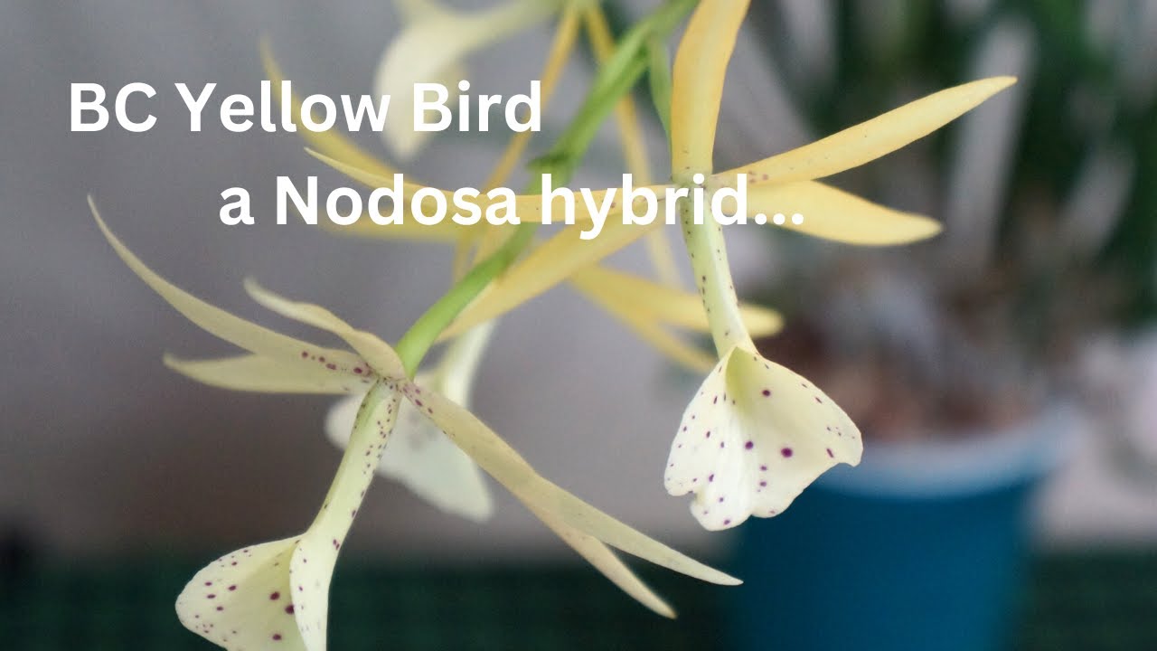 First Blooming: My BC Yellow Bird | a Nodosa hybrid | Orchid Care Tips ...
