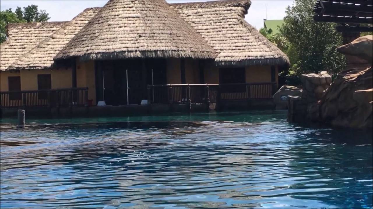 Dolphin Tank Sea World - YouTube
