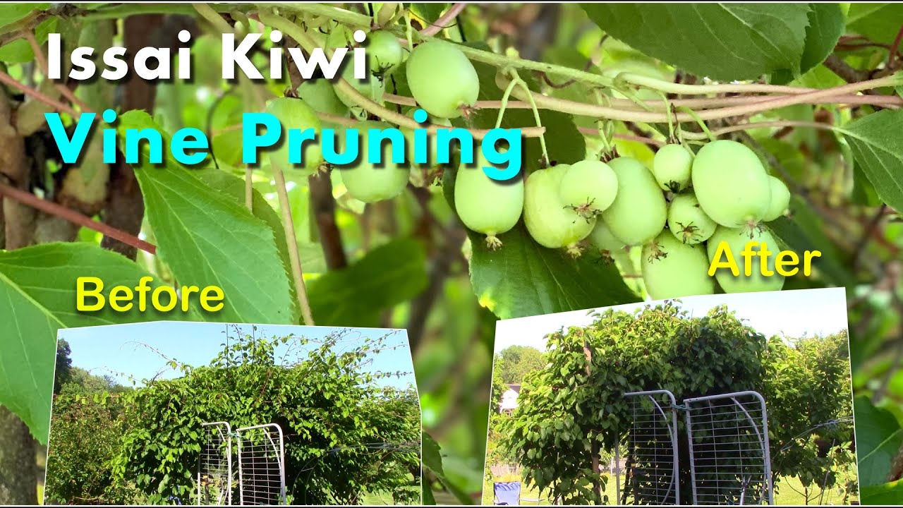 Issai Kiwi Vine Pruning - YouTube
