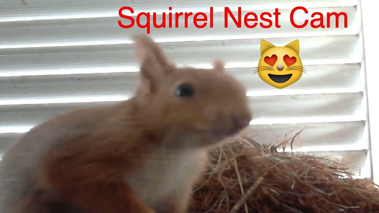 Squirrel Nest Cam 1 - YouTube