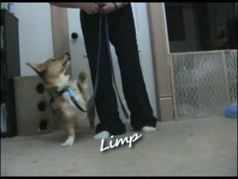 Lance the Corgi Tricks- Rear End Awareness - YouTube