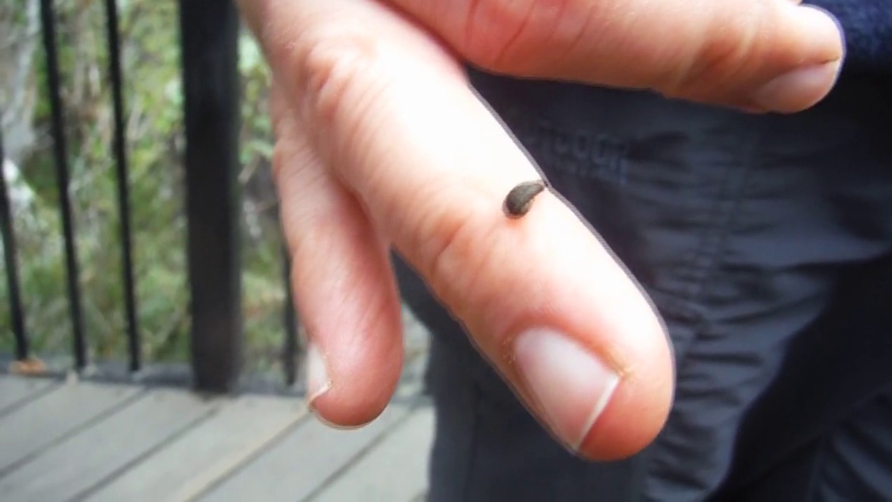 Tiny Leech - YouTube