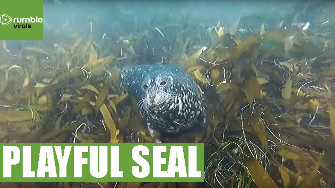 Diver's unique experience with playful seal - YouTube