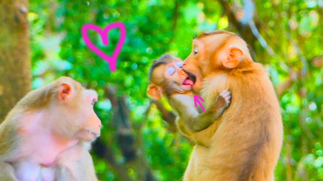 Wow so sweet...When baby monkey TEVIN kisses with his friends like that ...