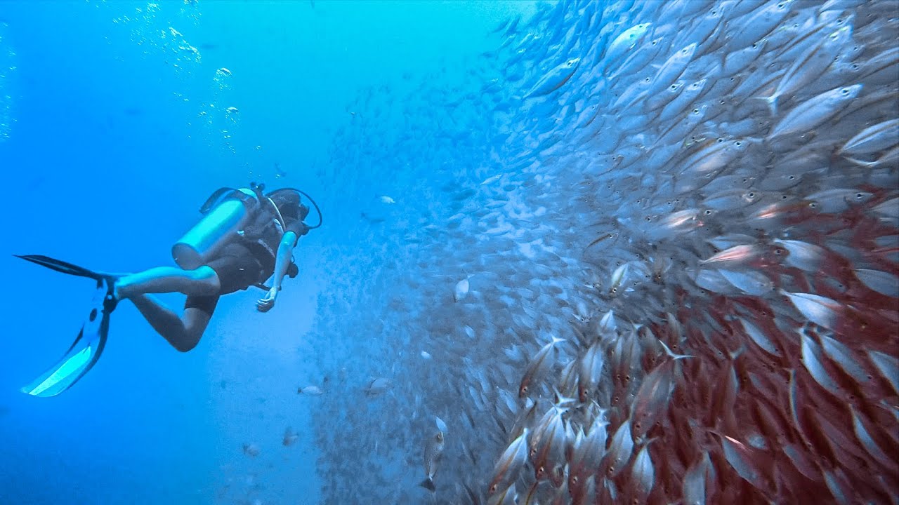 BEST SCUBA DIVING IN THAILAND - SAIL ROCK - YouTube