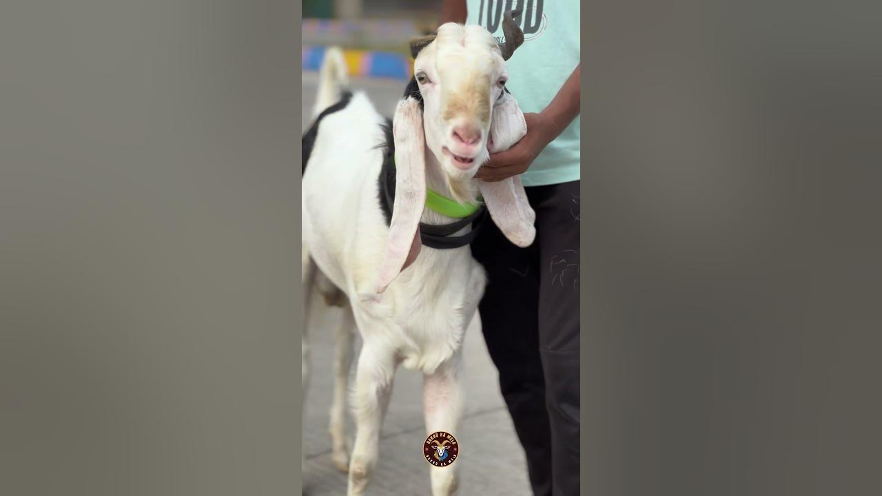 Cute bakra 😍#bakraeid #bakraeid2025 #bakraeidspecial #bakra #goats #trending #biggoats - YouTube