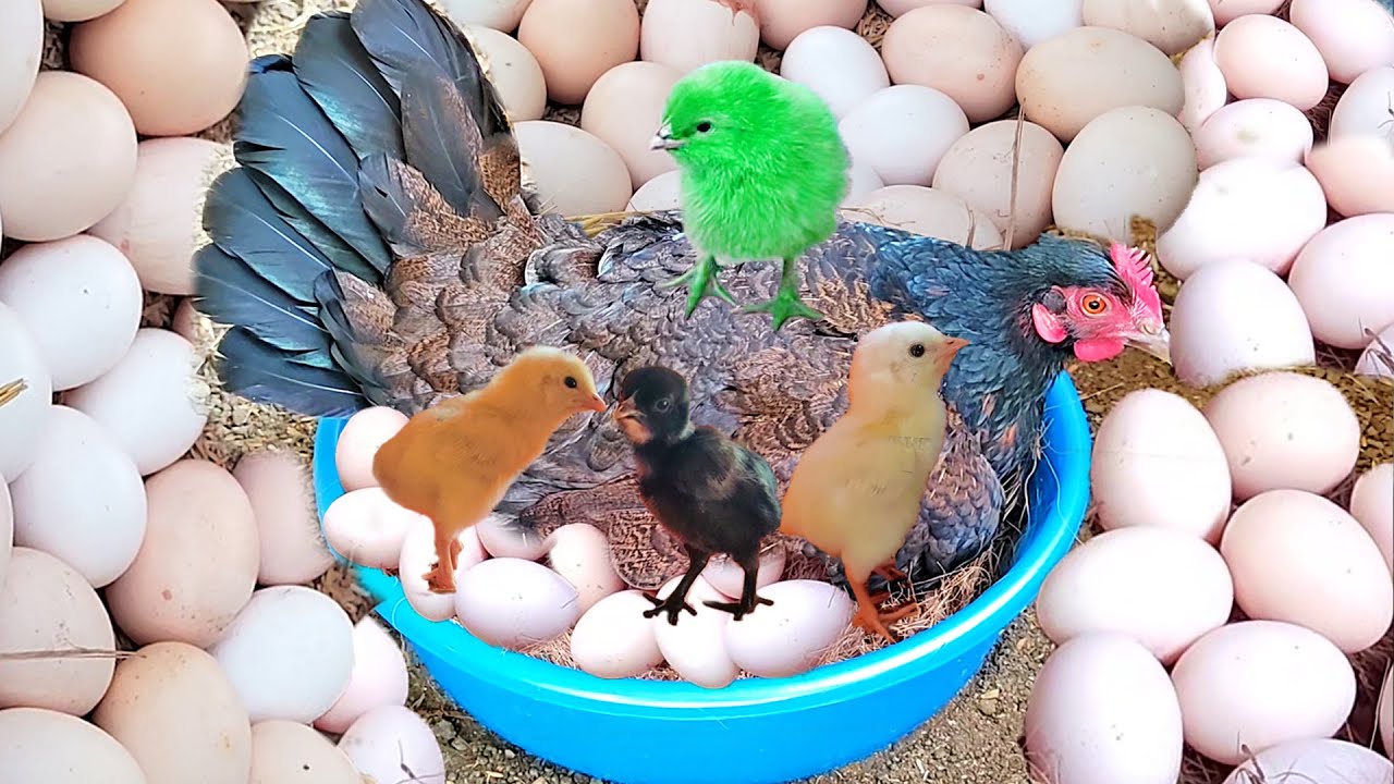 CHICKEN Eggs HATCHING IN 21 DAYS for Healthy Chicks !! - YouTube