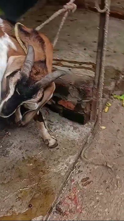 I love goats #viral #goatfarming #goat - YouTube