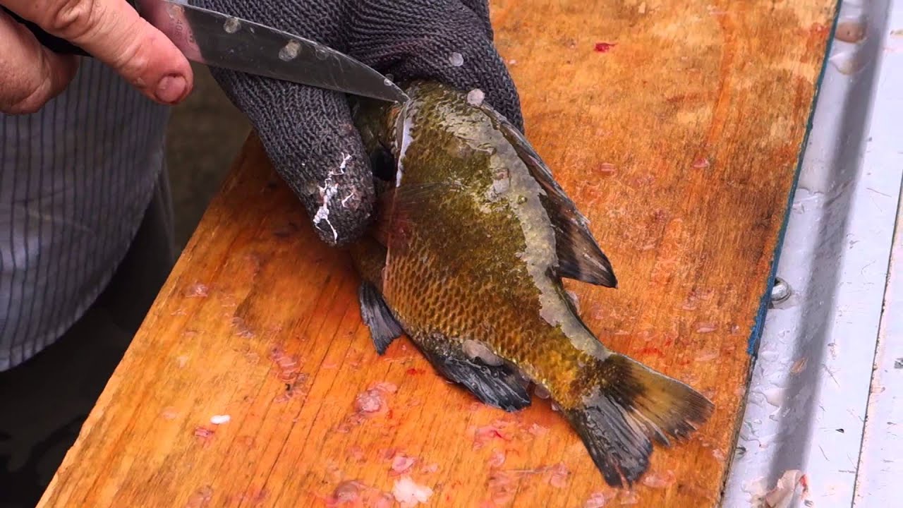 Cleaning a Sunfish (closeup) - YouTube