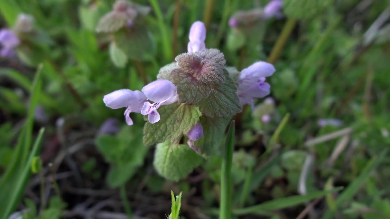 Ortiga roja en flor: Lamium purpureum (www.riomoros.com) - YouTube
