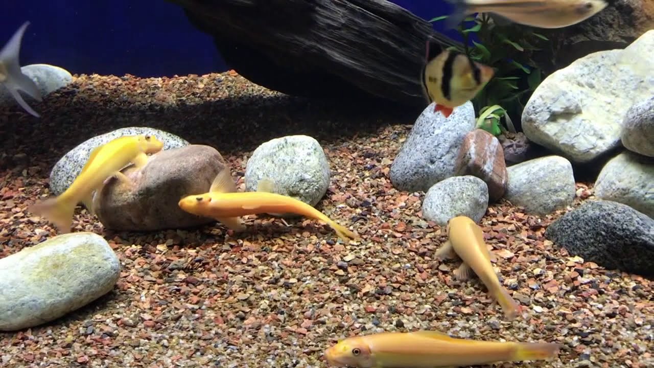 My best helper very low pay can't beat that in this day and age - YouTube