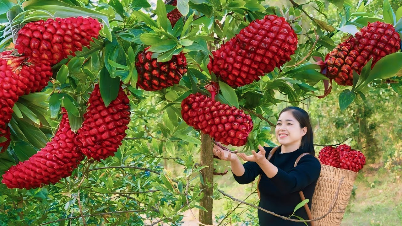Harvest Red Pandanus Goes to the market sell | My Bushcraft - YouTube