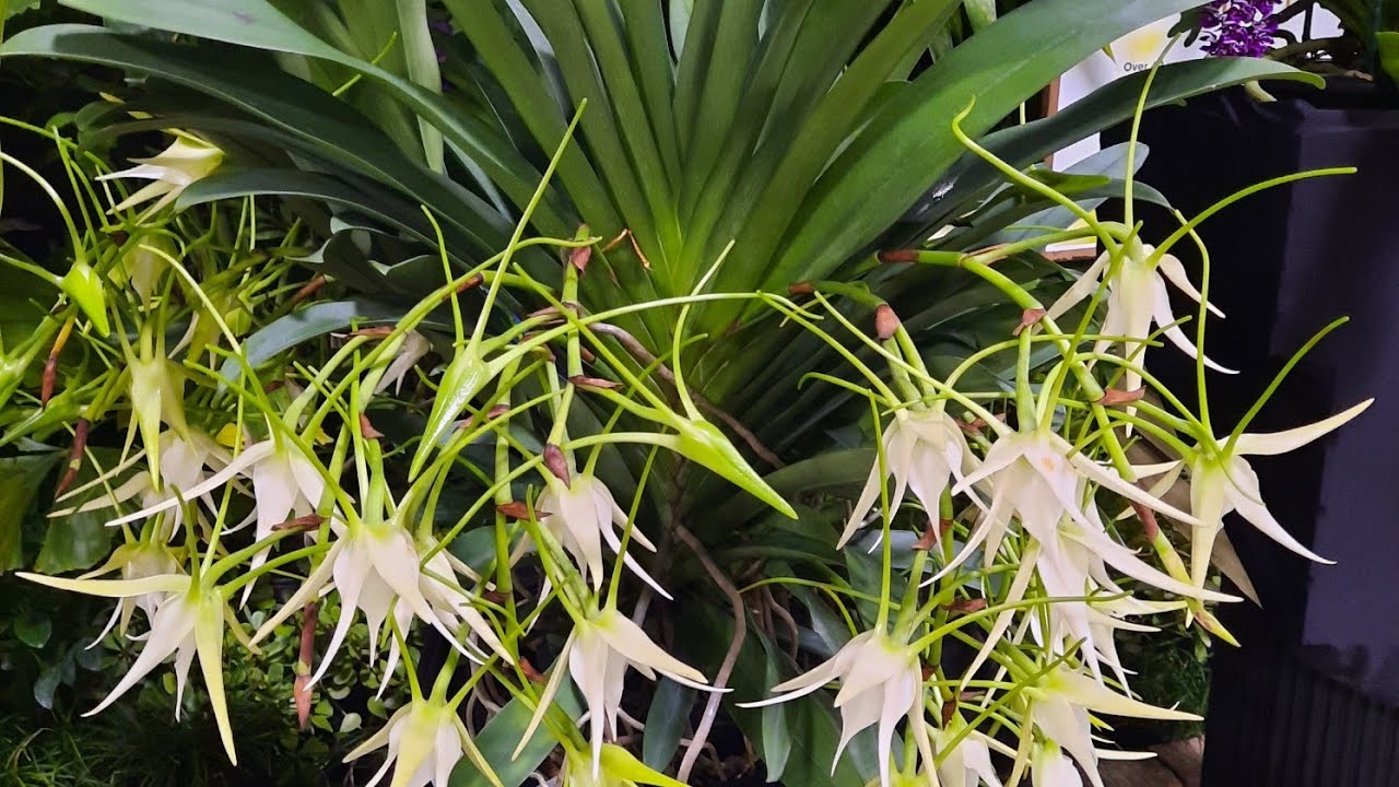 Tamiami International Orchid Festival, orchid displays. January 2025 ...