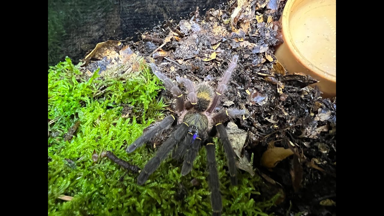 Ephebopus cyanognathus, Blue Fanged Taratular rehouse and care - YouTube
