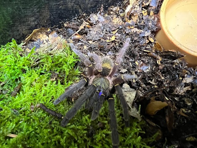 Ephebopus Cyanognathus