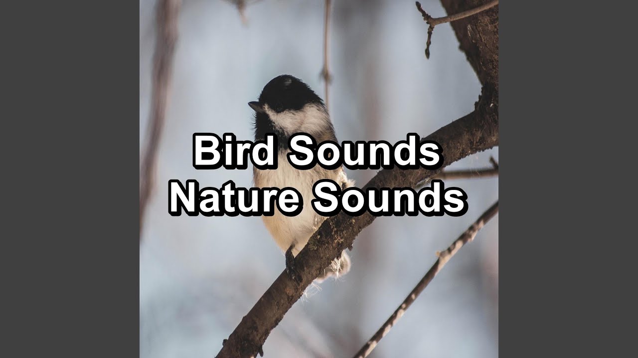Nature Sounds Nature Music For Your Baby - YouTube