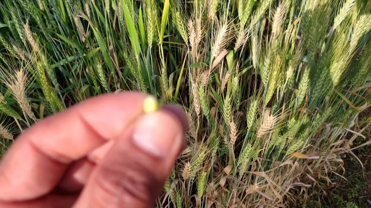 Wheat gram methi crop seeds information by cm - YouTube