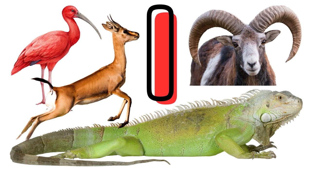 Fascinating World of Animals - Name of Animals That Start With I ...