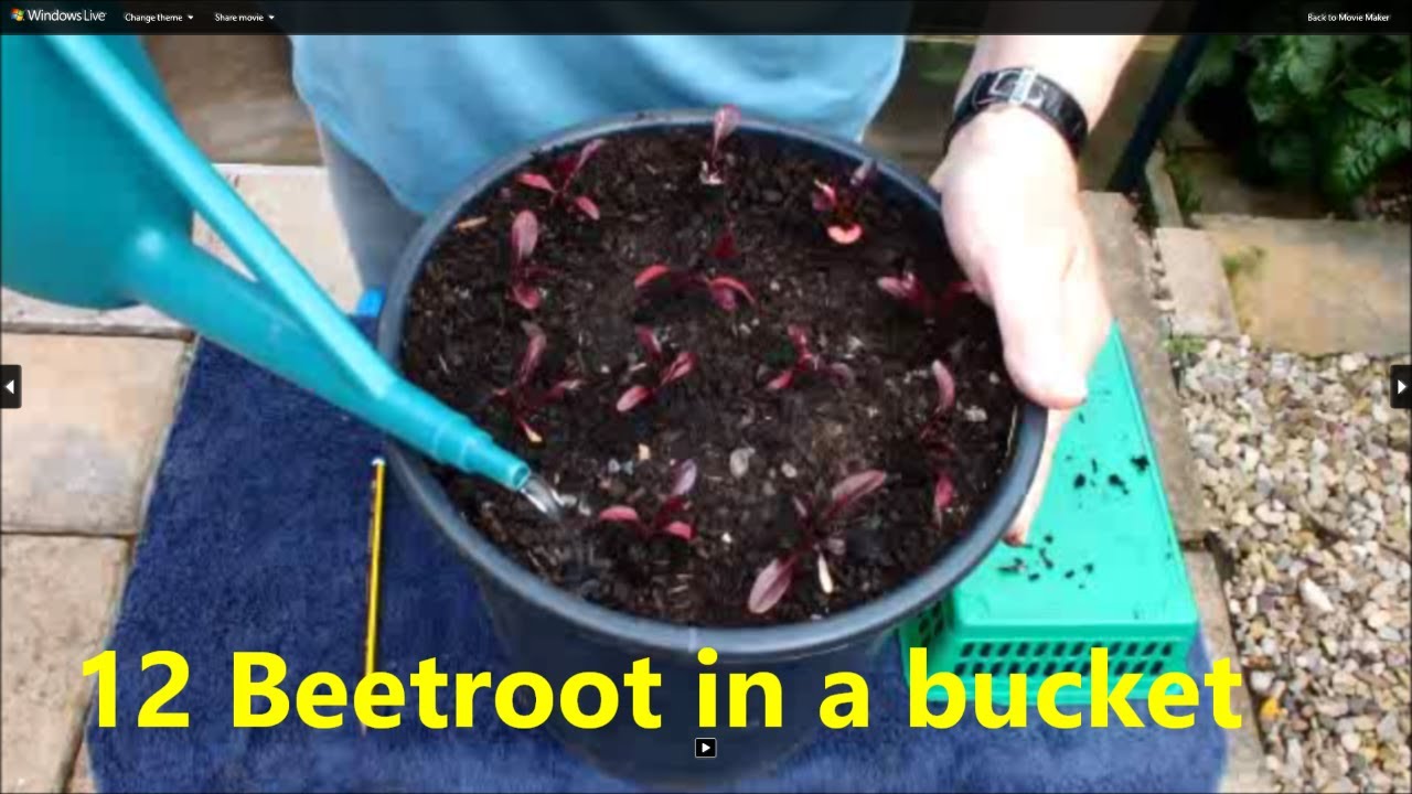 Twelve Beetroot growing in a small bucket, 'Start To Finish' Grow 'Beet ...