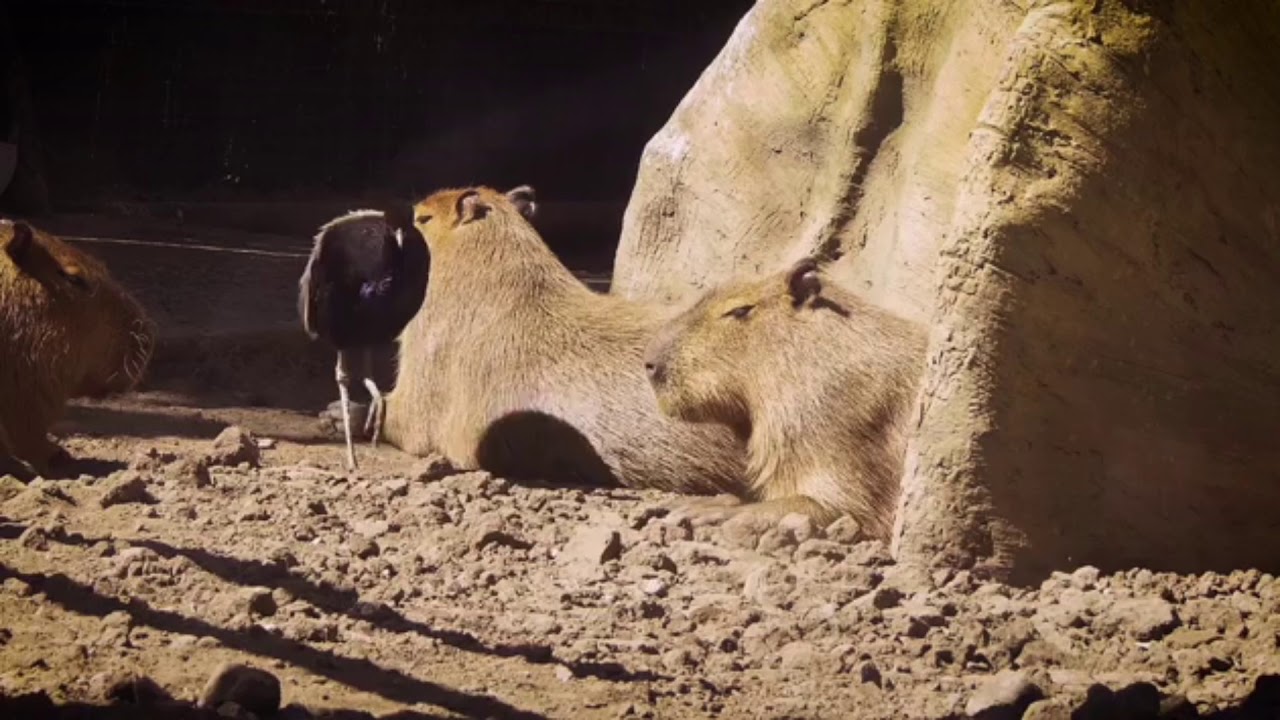 Three Capybaras And A Bird In Zoo Habitat,capybara (animal),animal ...