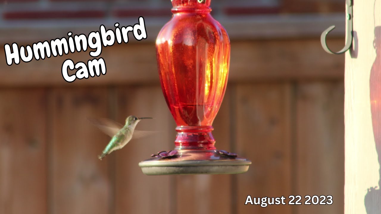 HD Hummingbird Cam August 22 2023 | #hummingbird #nature - YouTube