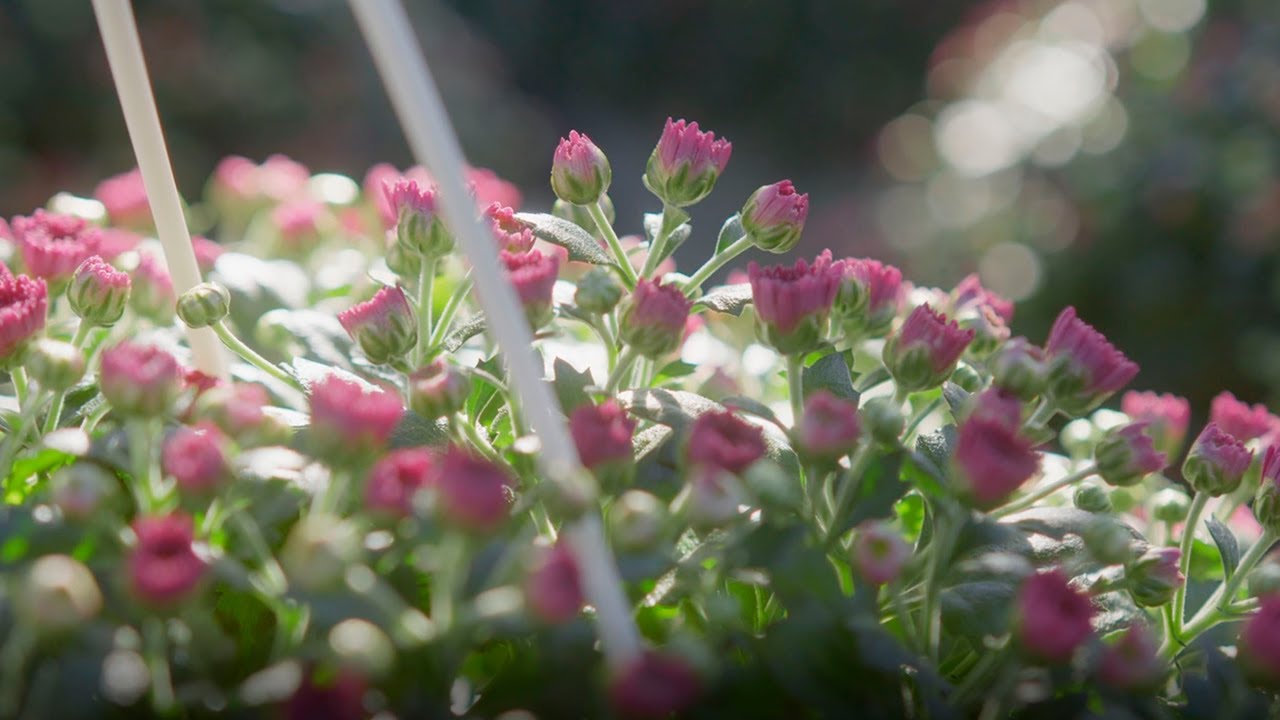 Huiskula syyskukat 2022 - YouTube