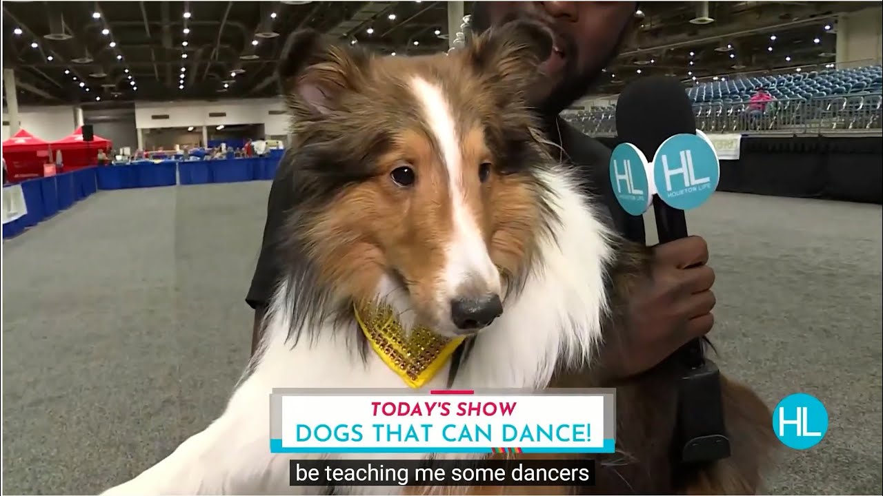 Houston Life 2022 NRG Dog Show T6S Edit - YouTube